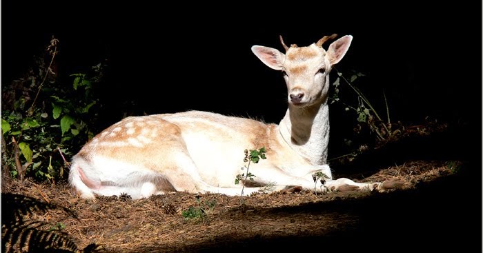 Foto-Natura-Huesca: CÉRVIDO Cervidae Georg August Goldfuss, 1820 Deer ...