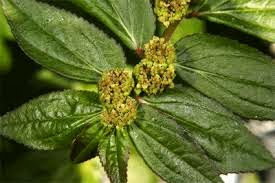 SnailFirst: Patikan Cina