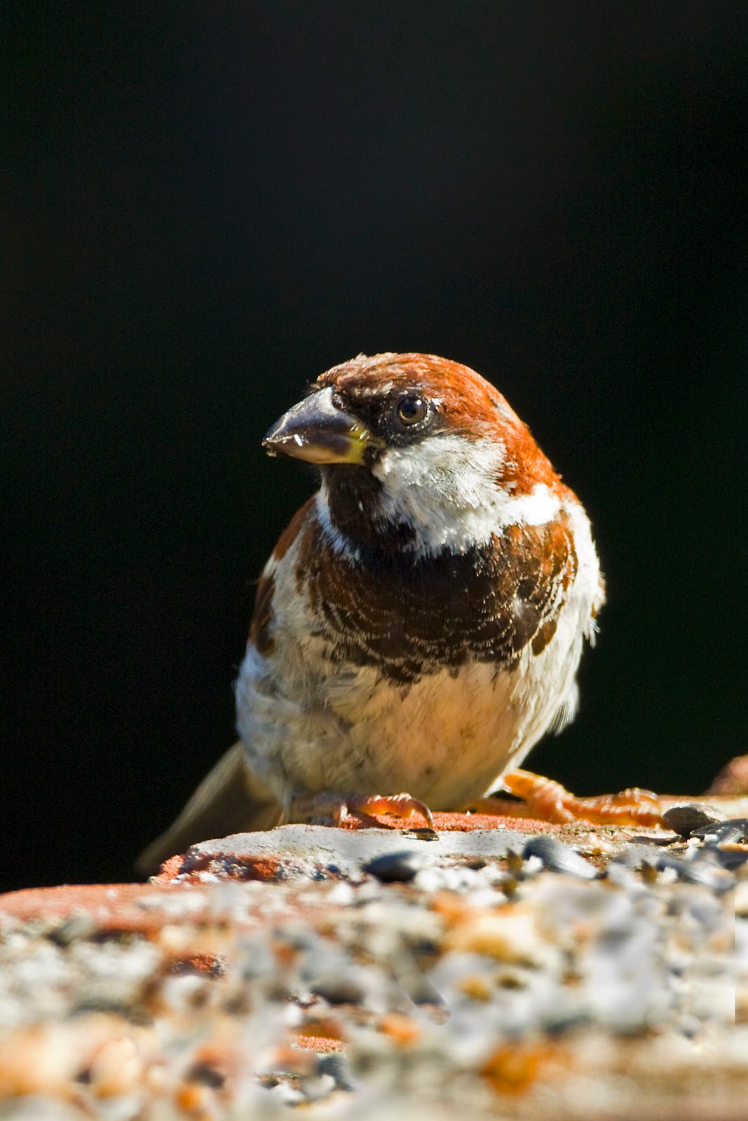 PETER'S PORTFOLIO..............Bird & Wildlife Photography