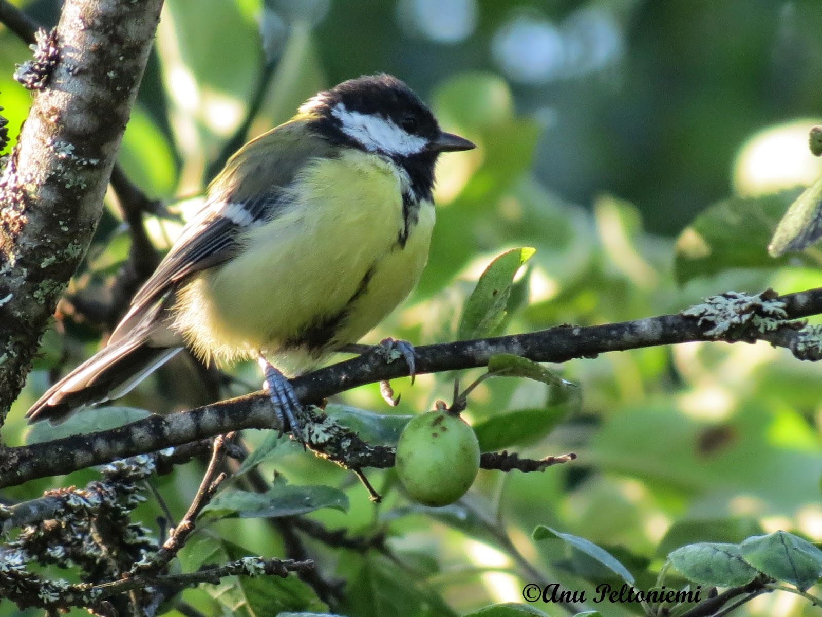 Lintuilua - Birding: Pikkulinnut omenapuissa
