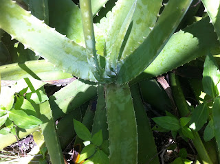 Health ~ Even At The Doors