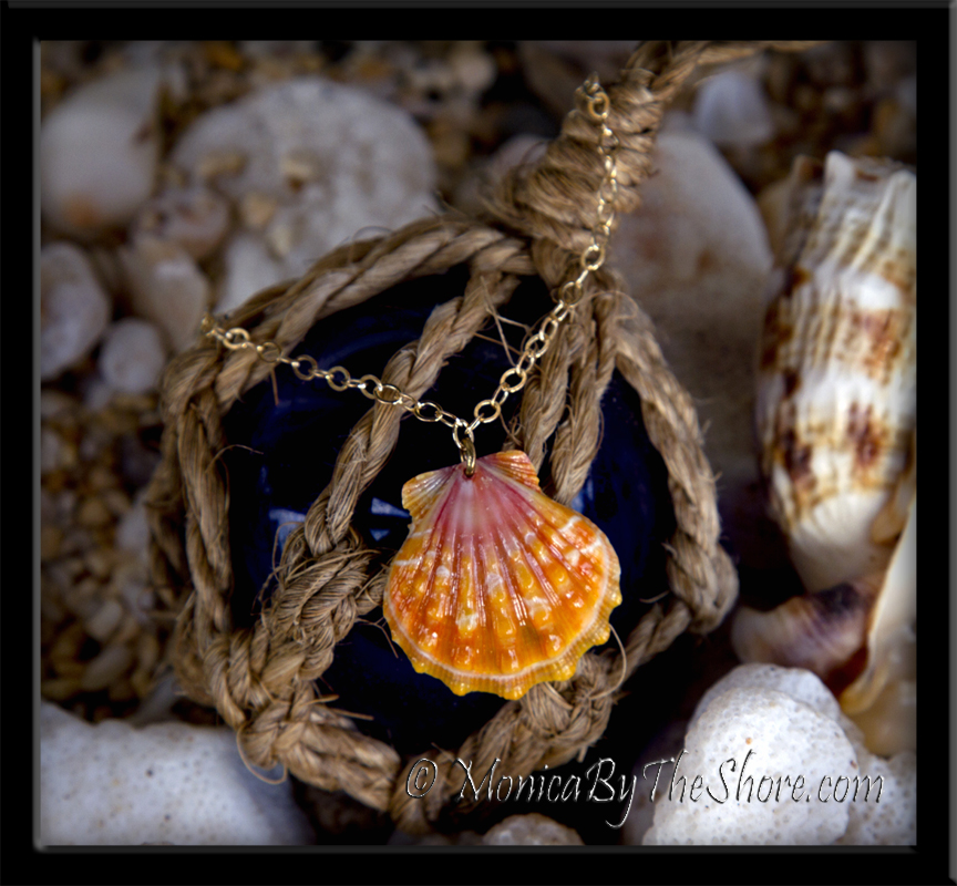 Monica's Blog: Unique New Sunrise Shells Designs from the North Shore ...
