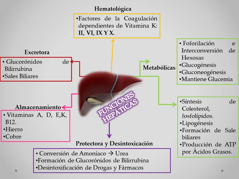 Fisiología Humana: El Hígado y sus Funciones