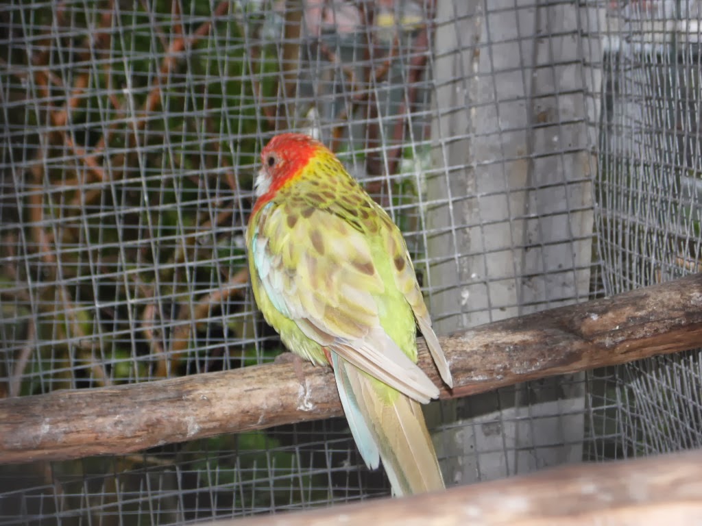 OLHÓ PASSARINHO: ROSELAS