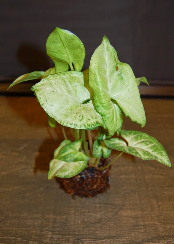 The Indoor Garden: How to care for a Nephthytis