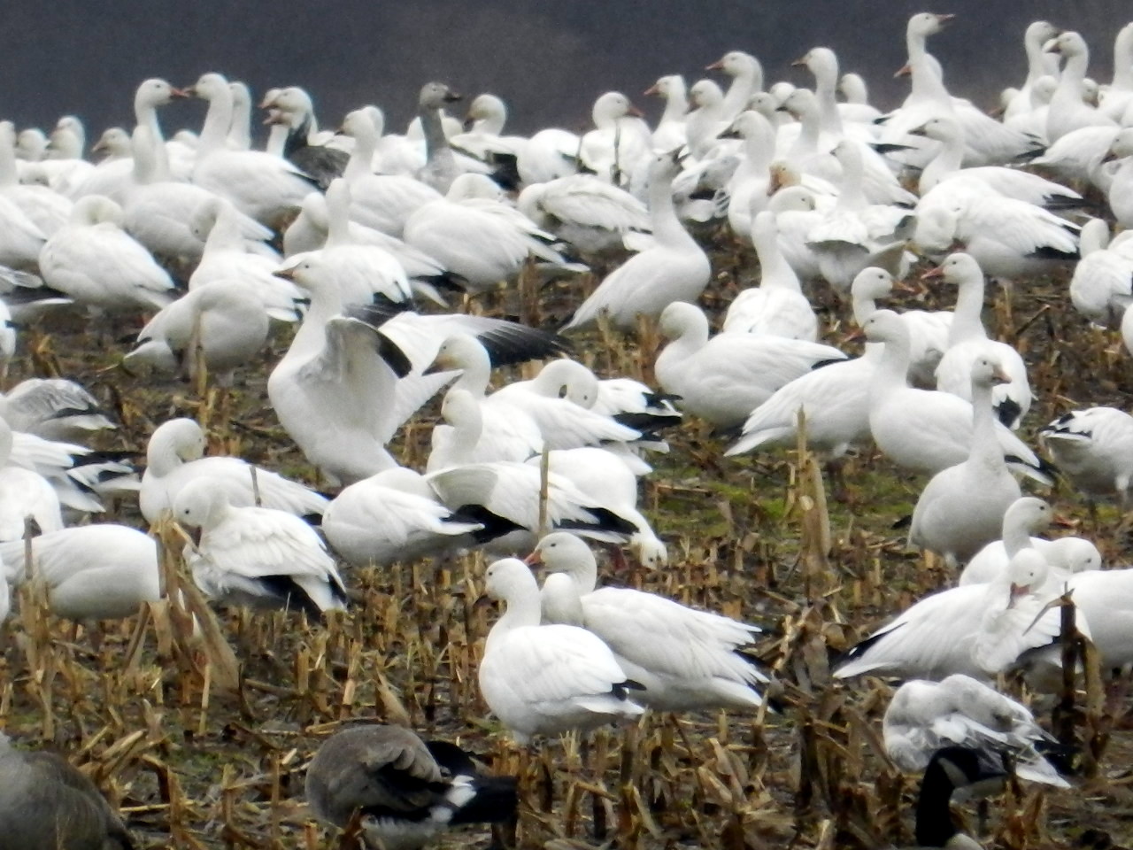 Nature in a Nutshell: Snow Geese on the wing