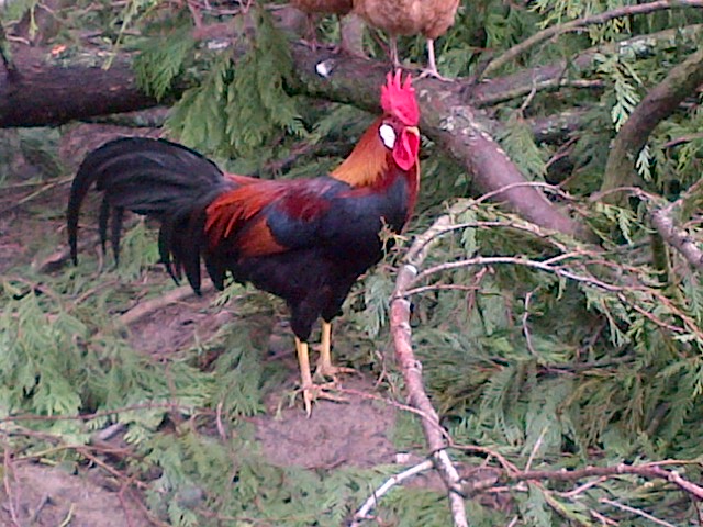 Cedar Green Farm: Heritage Breed Chickens