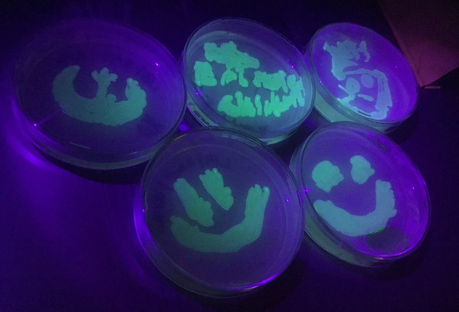 Biology by the Math Mom: Our Best Bacterial Transformation Lab Yet