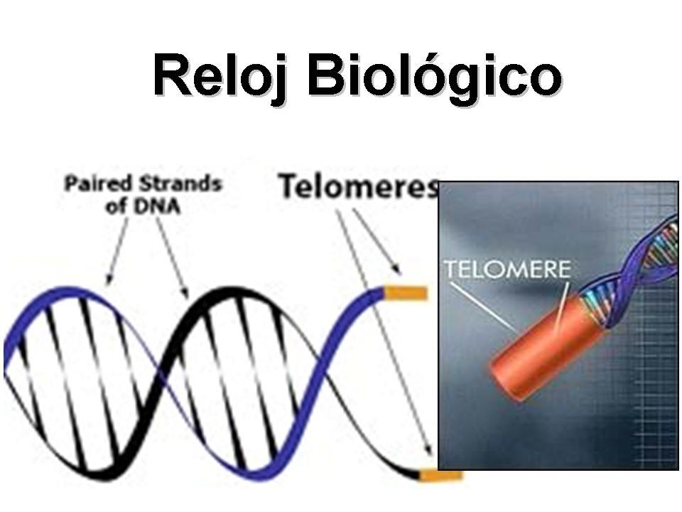Ciencia y Tecnología : La telomerasa y la longevidad