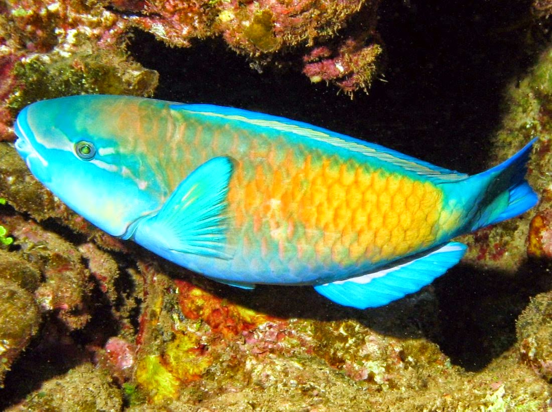 PARROTFISH photos - wallpapers (ανανεωμένο) | the fun bank
