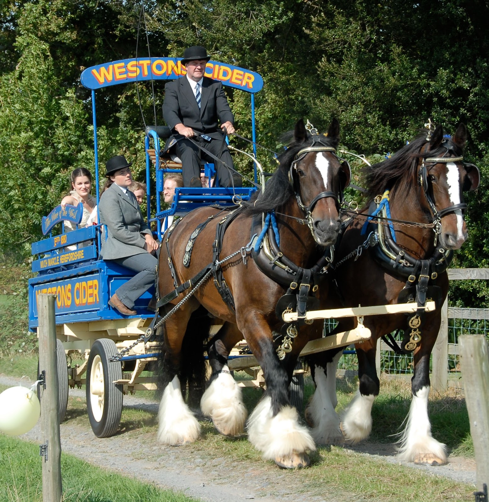 Horse Life and Love: Shire Horses