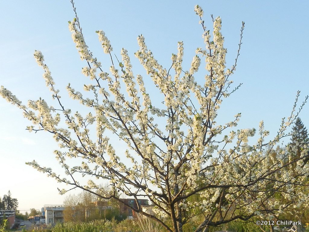 ChiliParkin Taimitarha: Kirsikkapuu