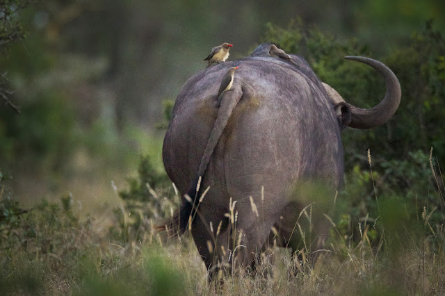Feather Tailed Stories: Oxpeckers (Africa Series)