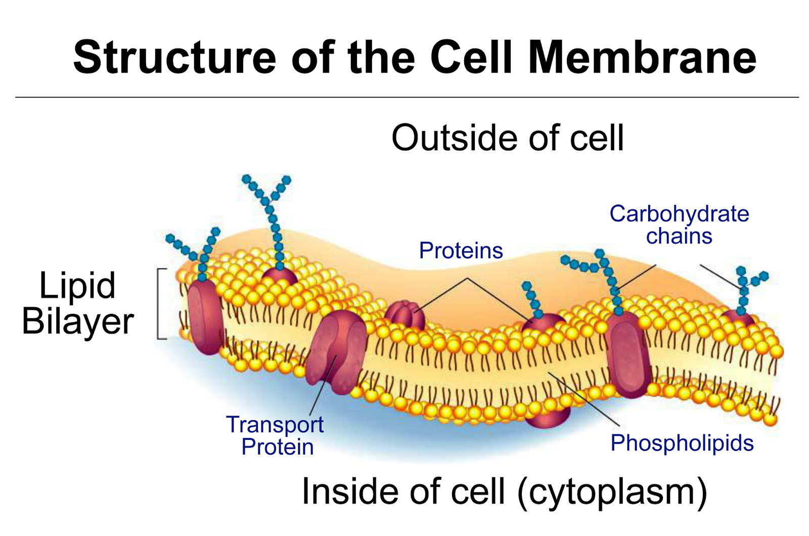 Bob Stoddard's Honors Biology Blog: Sixth Class: Cell Wall Structure
