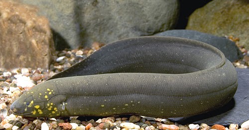 Mania de Aquário: Piramboia (Lepidosiren paradoxa)
