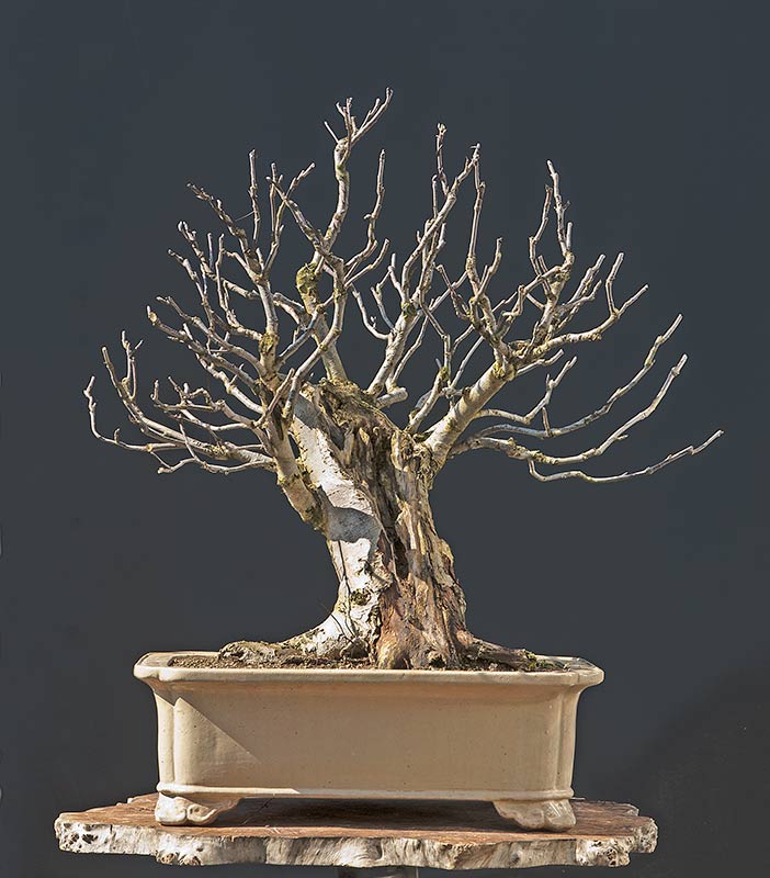 Walter Pall Bonsai Adventures: Rowan and dogwood
