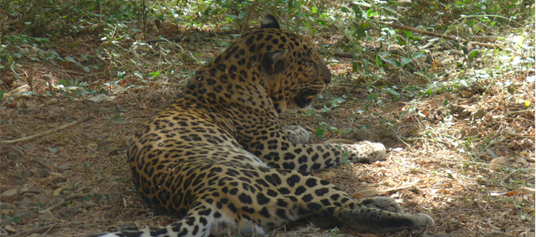 mytravelfootprints: Nikit Surve - the Scatman! Disecting and studying ...