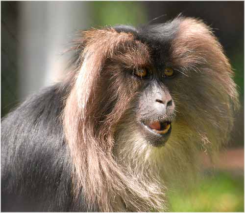 Animales en el Planeta: El macaco de cola de león, mono león, mono ...