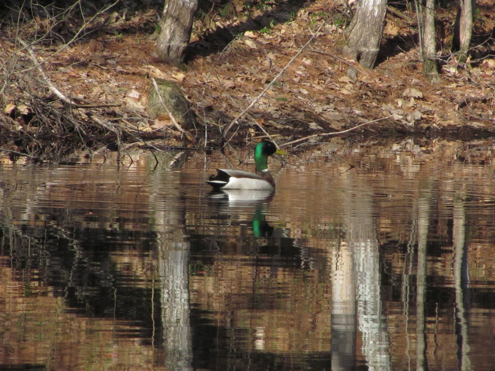 Recreational Kayaking in Maine: Crystal Lake, Gray, Maine