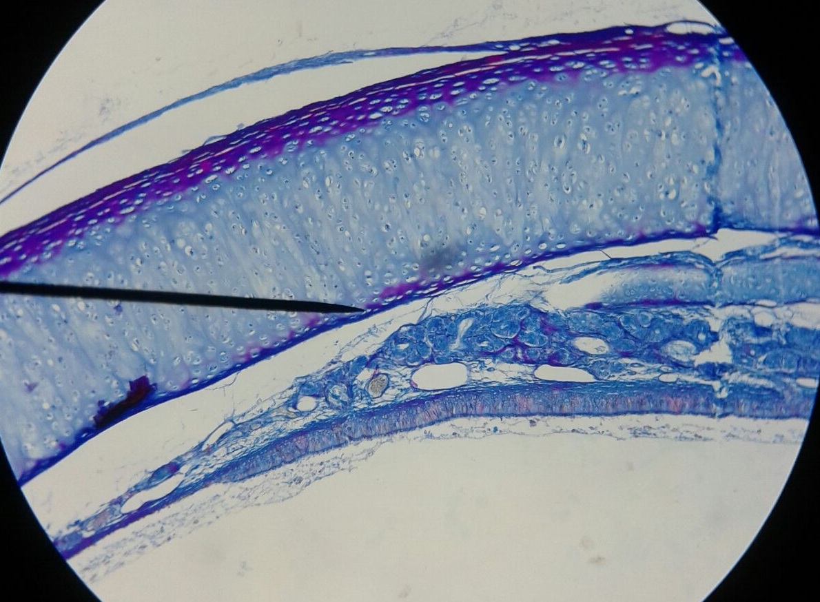 La Mitocondria: Nuestros tejidos X: Tejido cartilaginoso