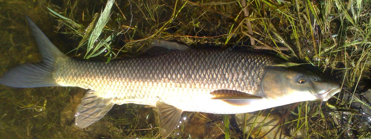 Pescando con Kily: El barbo - La cuna del barbo