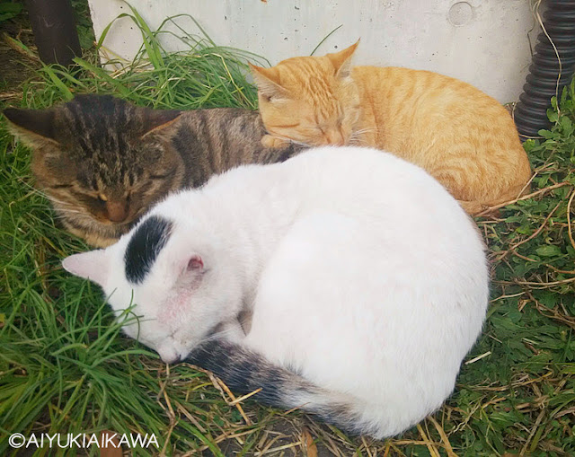 Aiyuki Aikawa Life, Beauty & Fashion: Enoshima Cat Island [Japan Travel]