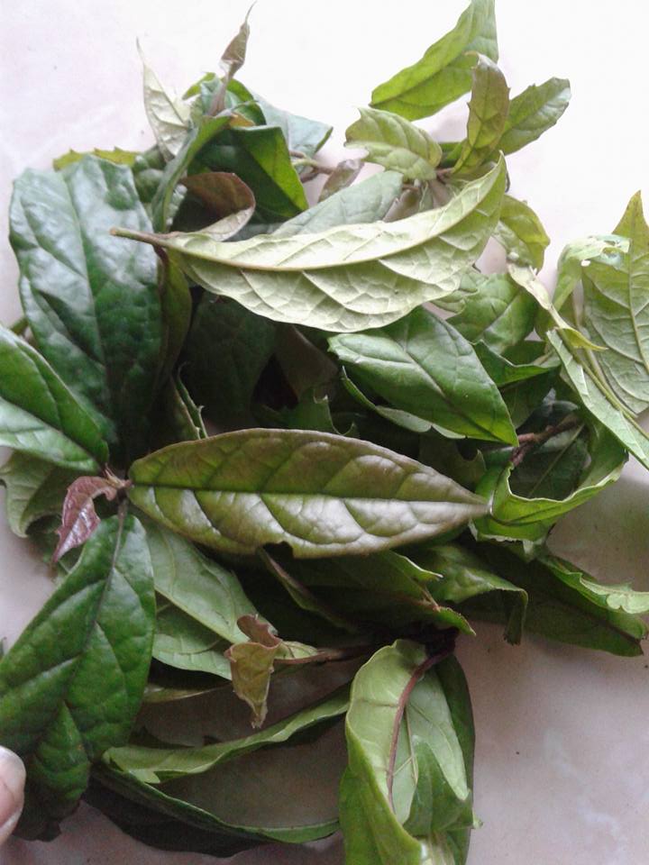 Thông tin: - Kỹ Thuật Trồng Và Chăm Sóc Cây Xạ Đen Tại Nhà | Lamchame ...