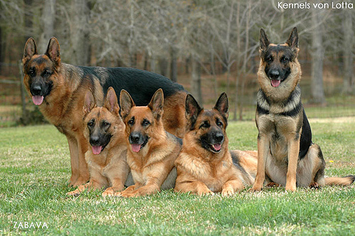 Big German Shepherds: Biggest German Shepherd In The World