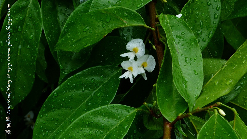 馬來西亞熱帶雨林: Baphia