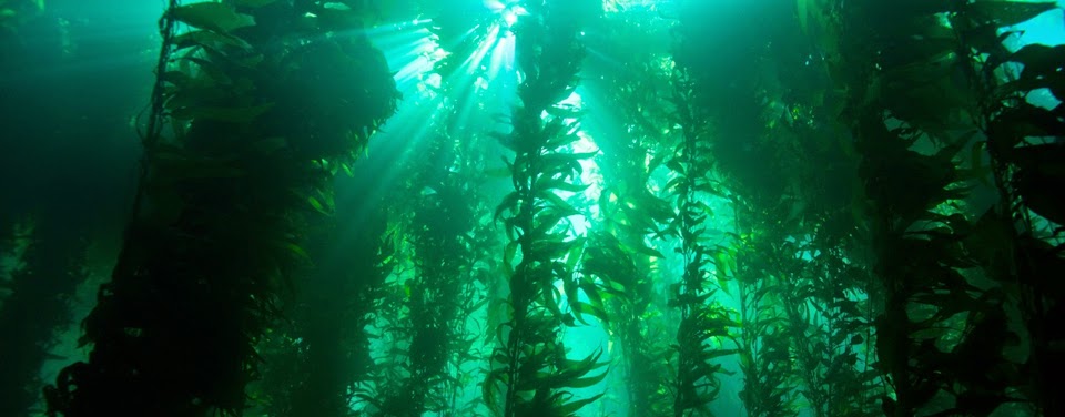 Greenwichdiving: Bosques de macroalgas
