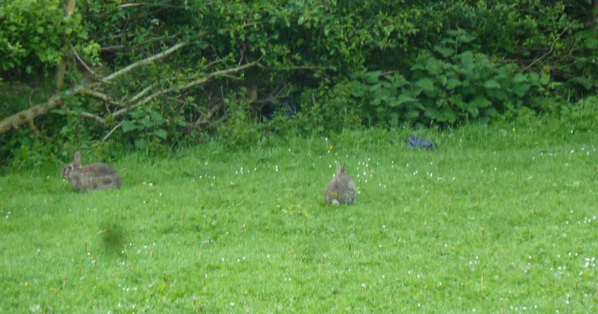 Nb.Yarwood: And if you go chasing rabbits