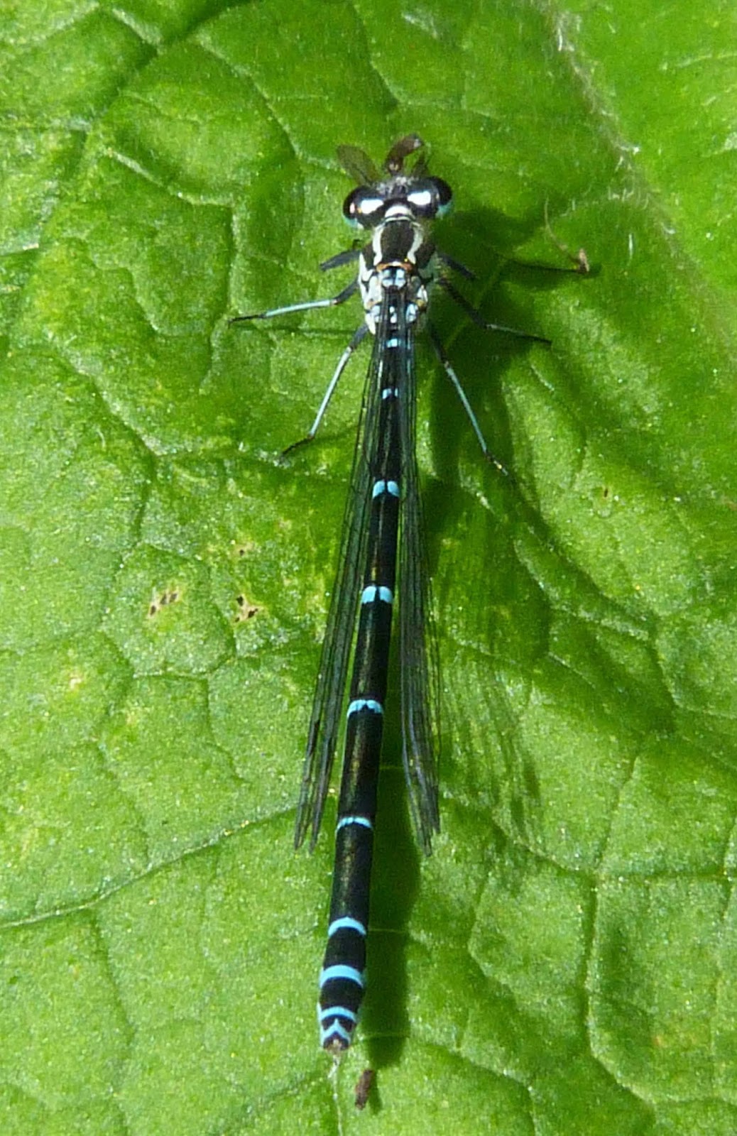 Insects of Scotland: Dragonflies/Damselflies
