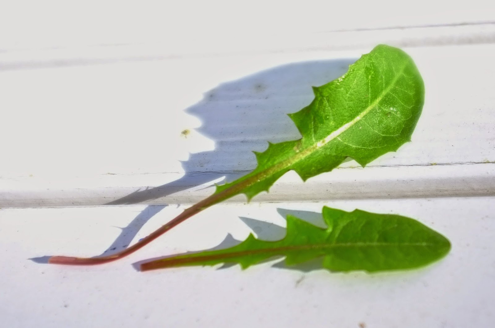 Jessica Lyon -Odlarbloggen.: Äter upp dem med. Recept på maskrosor!