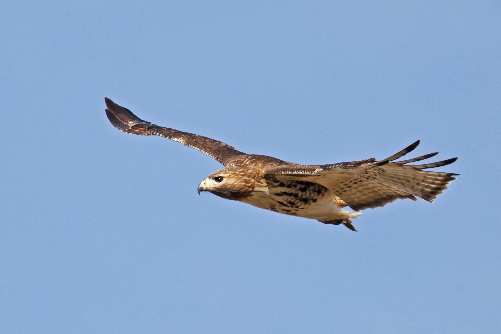 Halcón. | Fantastico mundo salvaje