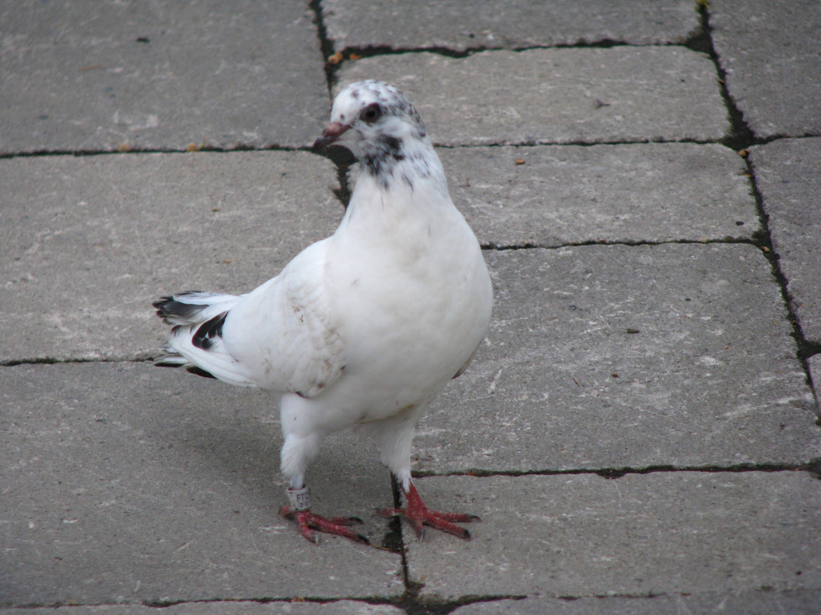 amateurnithologist: Bird Talks: The Photogenic Pigeons of Toronto