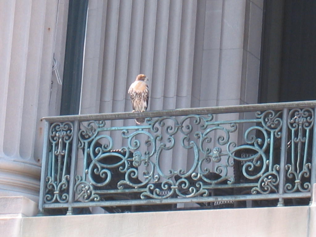 Hawkwatch at the Franklin Institute: Another eyass fledges... and a ...