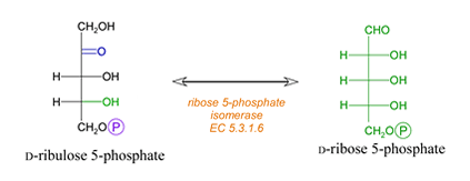 Ruta de las Pentosas-fosfato