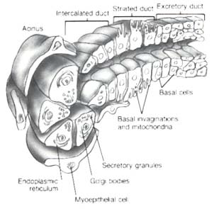 Dentistry and Medicine: Anatomy and Physiology of the Salivary Glands ...