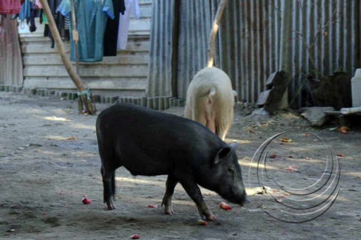 - TIMOR AGORA: Fahi Sei Livre ‘Pasiar’ Iha Kapitál Dili