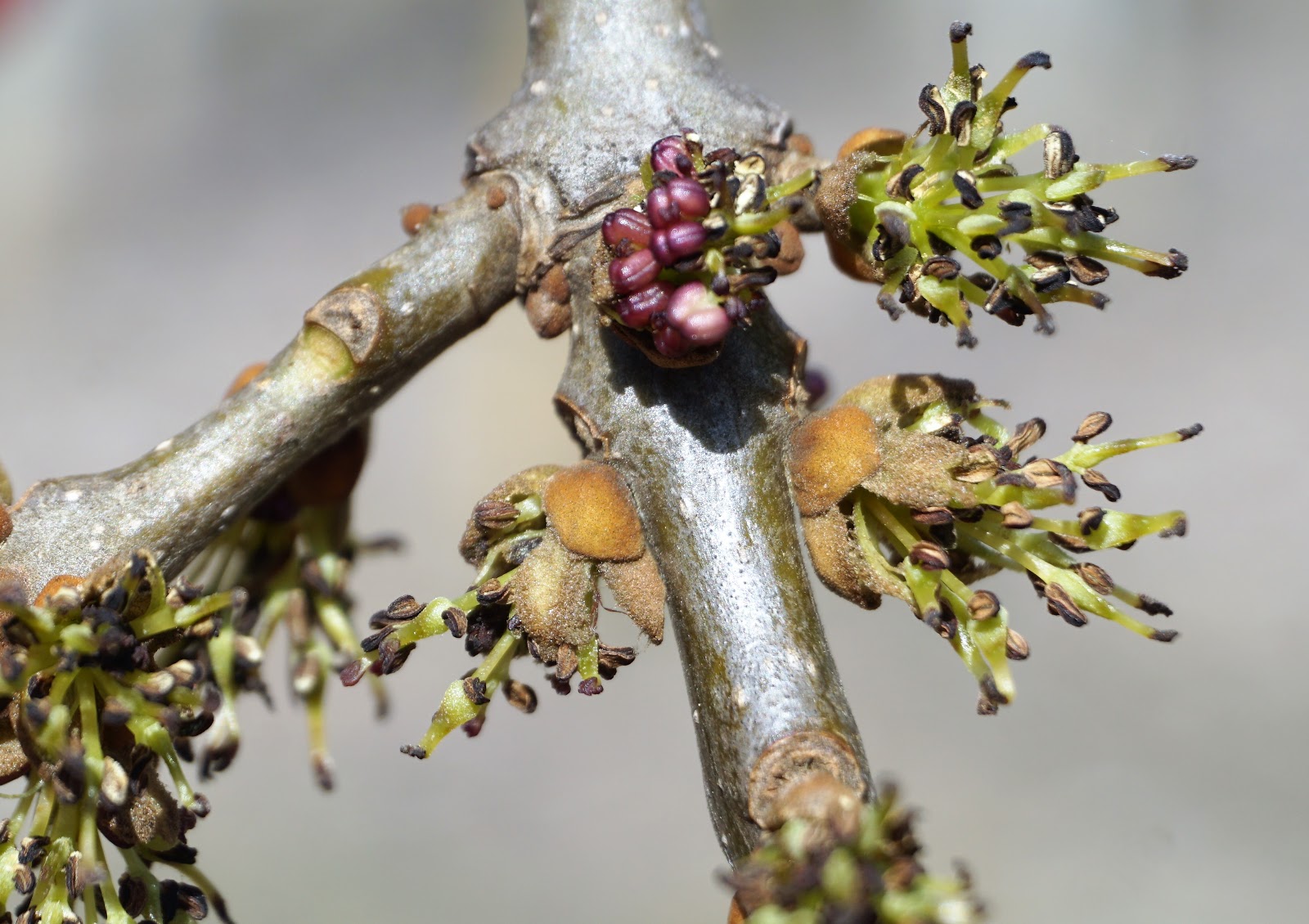 Plantas de Huerta Otea, Salamanca: Fresno común, fresno de hoja ancha ...