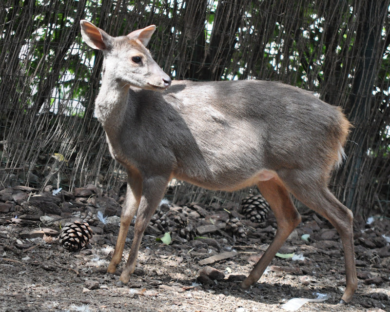 ZOOTOGRAFIANDO (6.100 ANIMALS): MAZAMA / BROWN BROCKET DEER (Mazama ...
