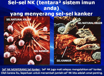 Fungsi Limfosit Tipe Dan Jenisnya (Sistem Kekebalan Tubuh) - Biologisites