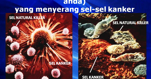 Fungsi Limfosit Tipe Dan Jenisnya (Sistem Kekebalan Tubuh) - Biologisites