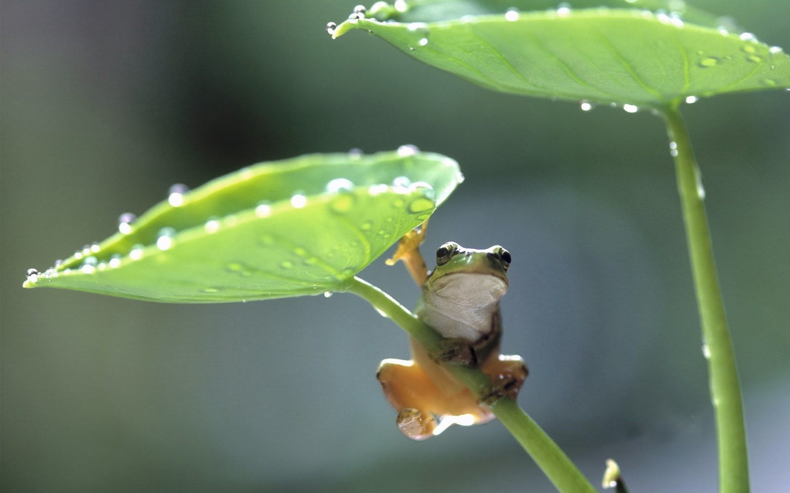 Graafix!: amazing frog hd pictures