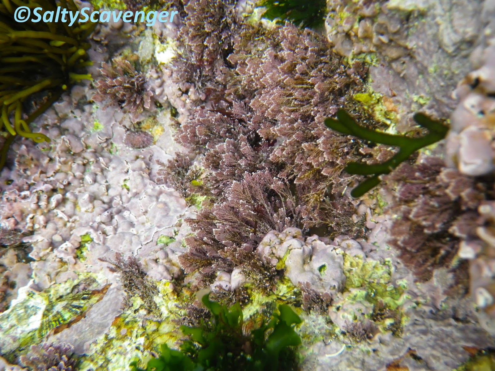 Rock Pooling: Rockpooling destination: St. Loy, Cornwall October 2014 ...