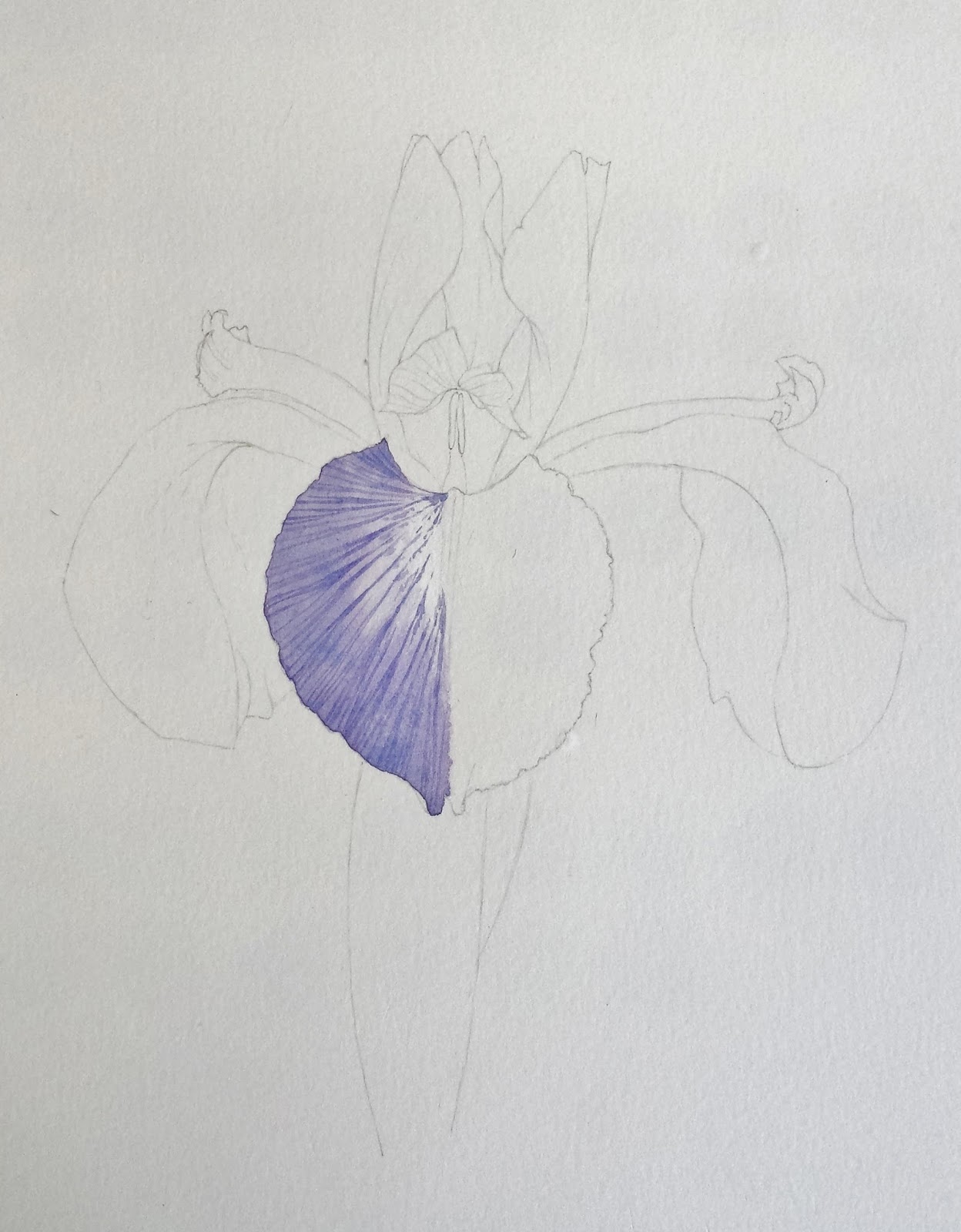 French Iris Drawing