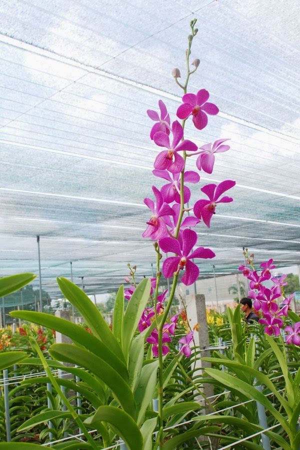 Hình ảnh một số loại lan mokara trồng phổ biến ở Việt Nam
