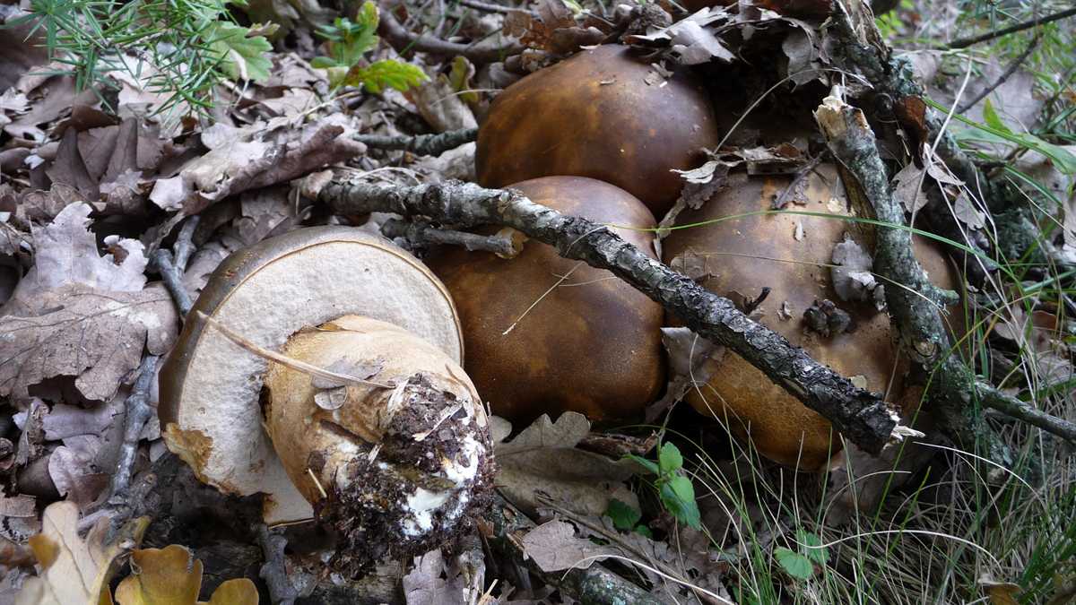 r o b i n 's y a r d: Boletus (I)