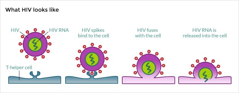 Desi Beats: Stages of the HIV life cycle