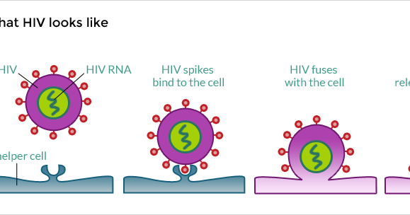 Desi Beats: Stages of the HIV life cycle